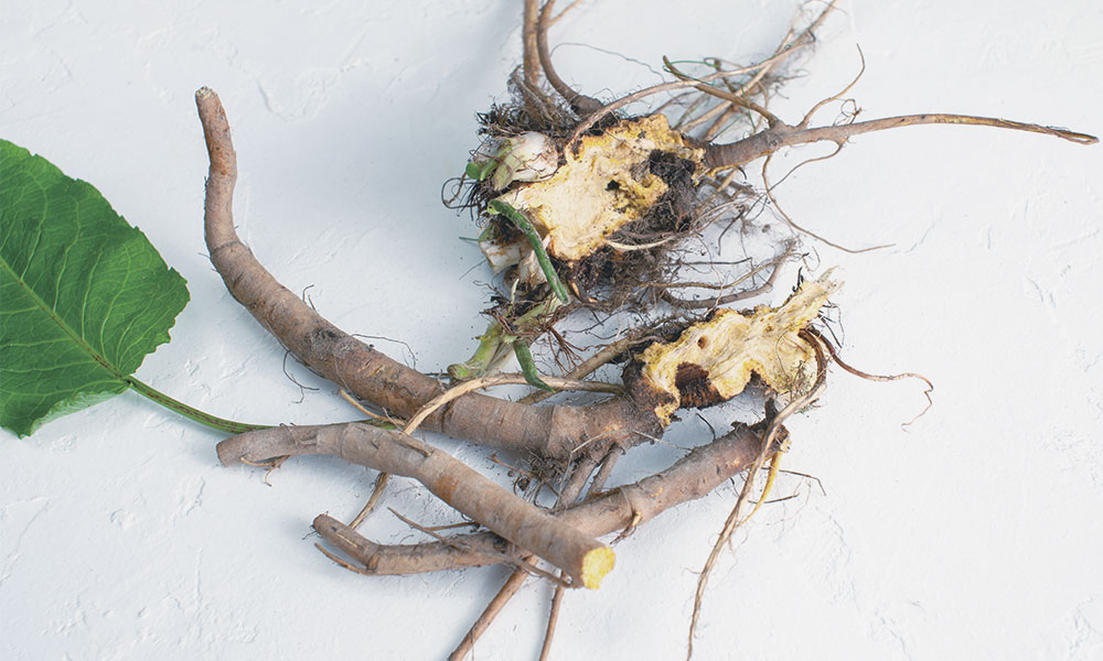 イエロードックルートの効果効能｜ハーブティー・メディカルハーブ・スパイス事典 | Timeless Edition