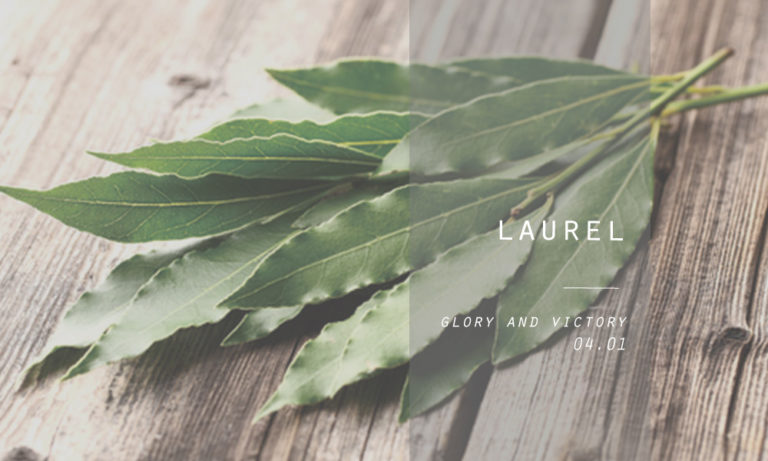 月桂樹の花言葉｜花の意味と対応する誕生日・誕生花・あなたの性格 | Timeless Edition