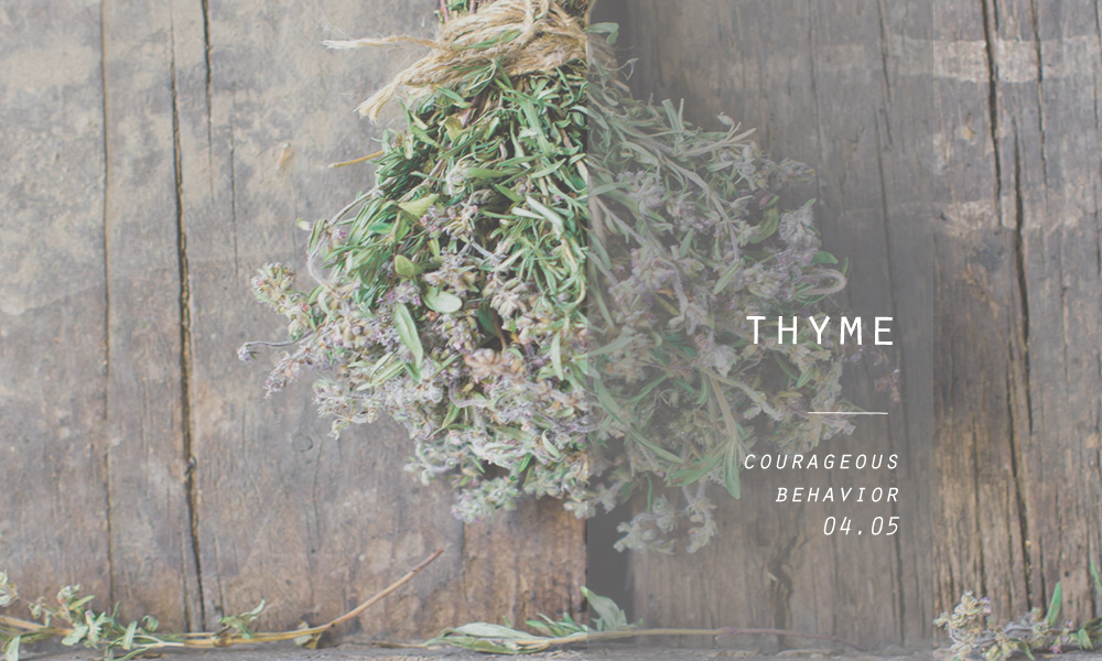 タイムの花言葉｜花の意味と対応する誕生日・誕生花・あなたの性格 | Timeless Edition