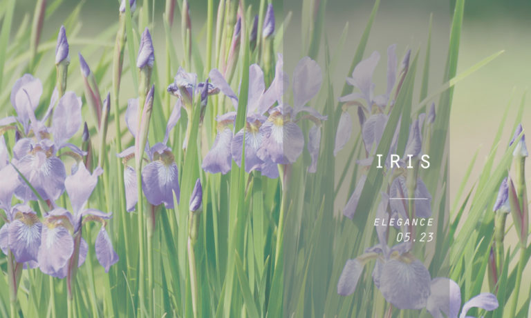 あやめ（アイリス・花菖蒲・カキツバタ）の花言葉｜花の意味と対応する誕生日・誕生花・あなたの性格 | Timeless Edition
