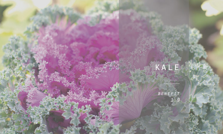 葉牡丹の花言葉｜花の意味と対応する誕生日・誕生花・あなたの性格 | Timeless Edition