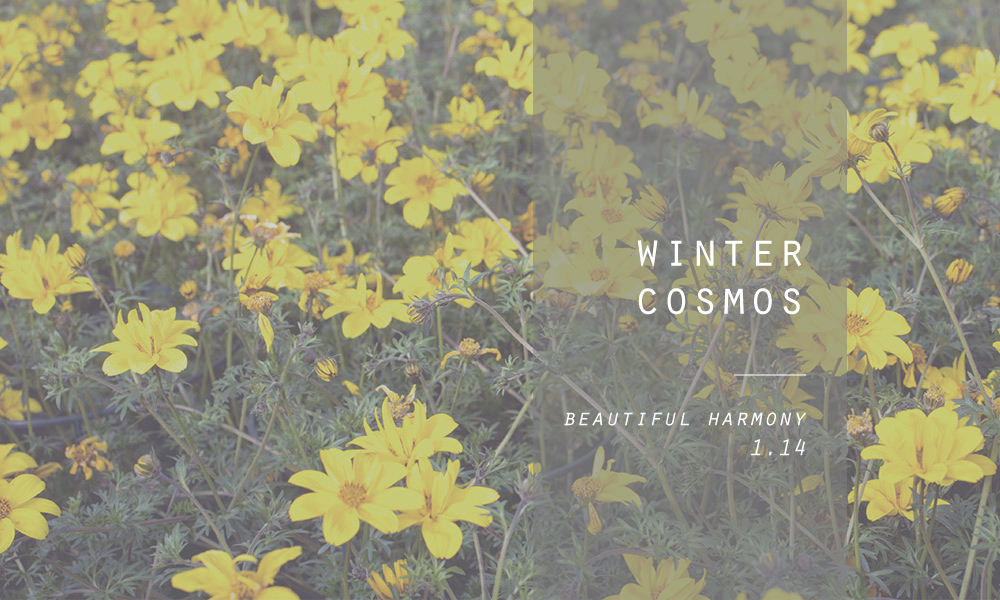 ビデンス（ウィンターコスモス）の花言葉｜花の意味と対応する誕生日・誕生花・あなたの性格 | Timeless Edition