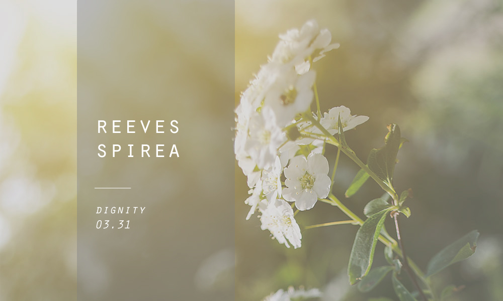 コデマリの花言葉｜花の意味と対応する誕生日・誕生花・あなたの性格 | Timeless Edition