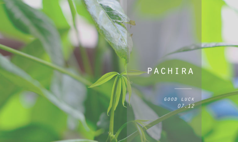 パキラの花言葉｜花の意味と対応する誕生日・誕生花・あなたの性格 | Timeless Edition