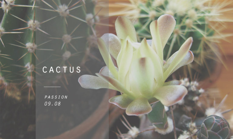 サボテンの花言葉｜花の意味と対応する誕生日・誕生花・あなたの性格 | Timeless Edition