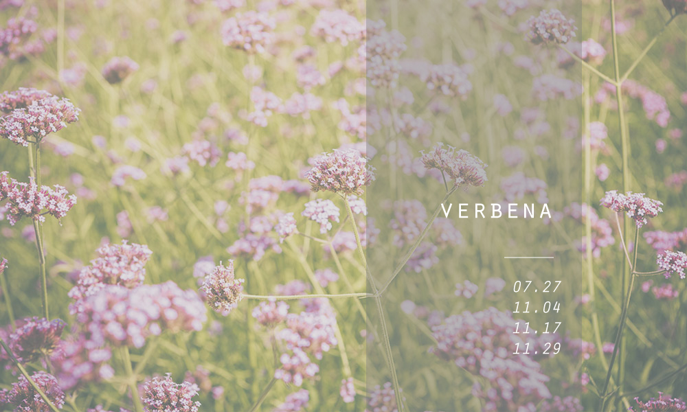 バーベナの花言葉｜花の意味と対応する誕生日・誕生花・あなたの性格 | Timeless Edition
